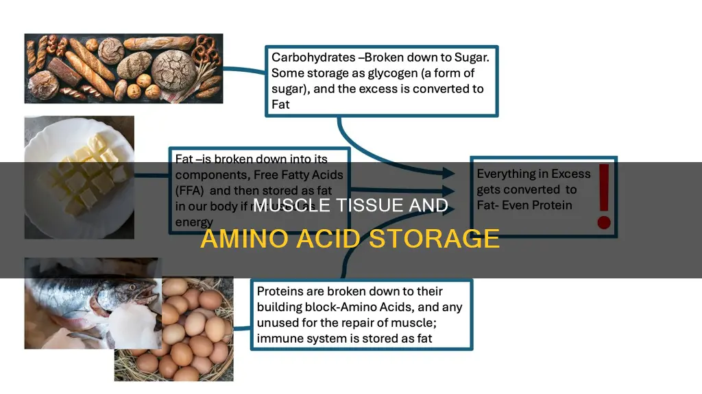Muscle Tissue And Amino Acid Storage | CyVigor