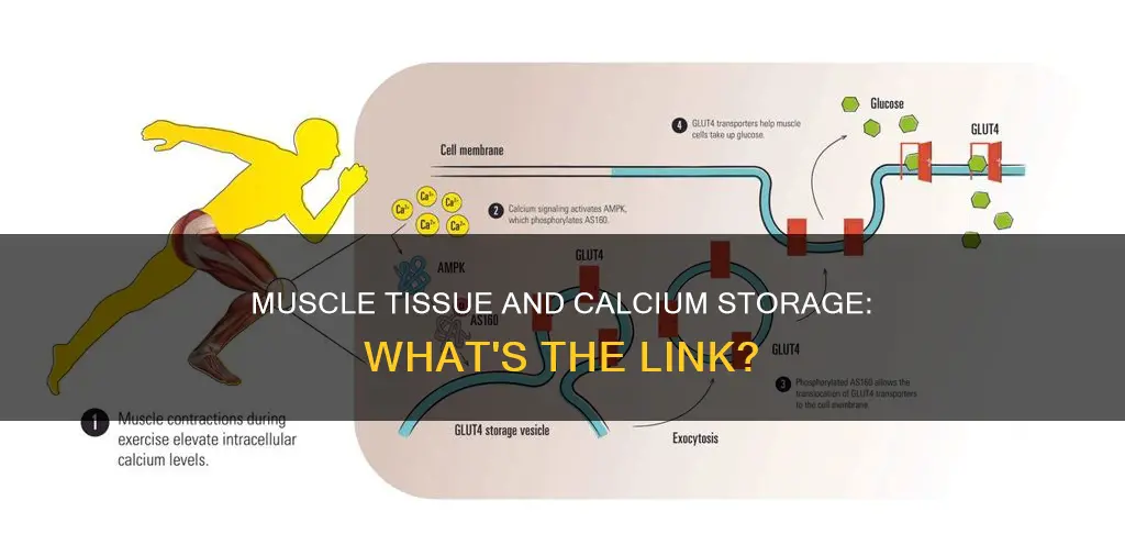 Muscle Tissue And Calcium Storage: What's The Link? | CyVigor