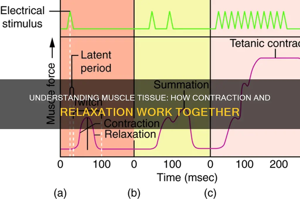 Understanding Muscle Tissue: How Contraction And Relaxation Work ...