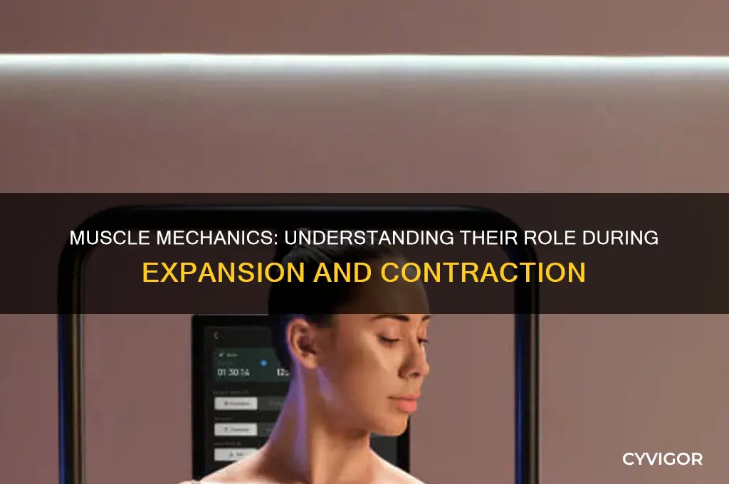 Muscle Mechanics: Understanding Their Role During Expansion And ...