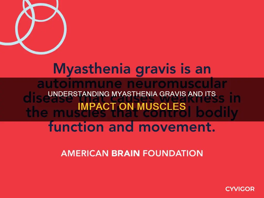 Understanding Myasthenia Gravis And Its Impact On Muscles | CyVigor