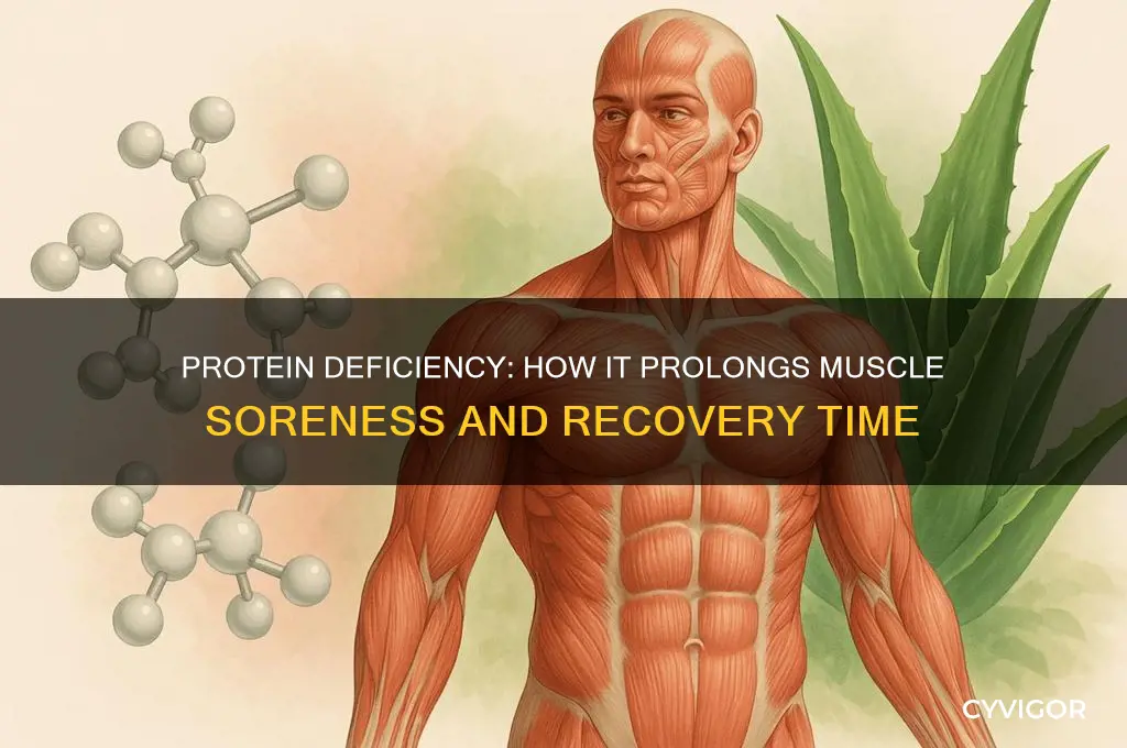 Protein Deficiency: How It Prolongs Muscle Soreness And Recovery Time ...