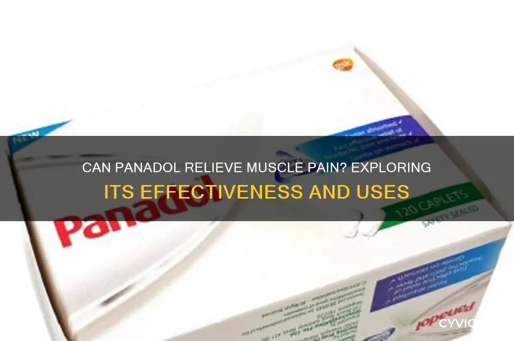 Can Panadol Relieve Muscle Pain? Exploring Its Effectiveness And Uses ...