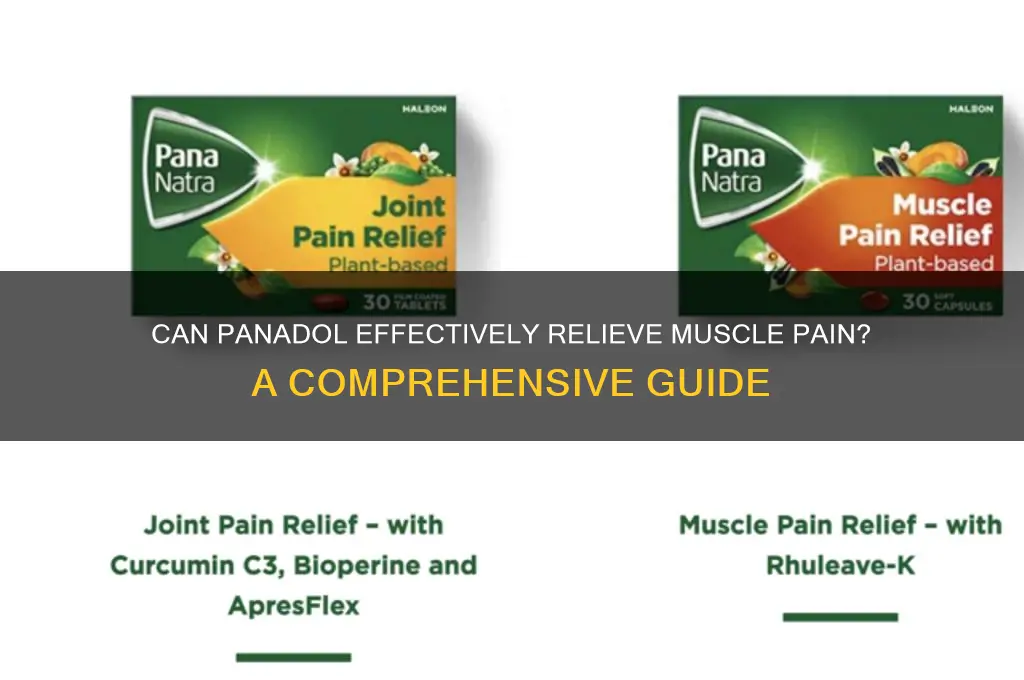 Can Panadol Effectively Relieve Muscle Pain? A Comprehensive Guide ...