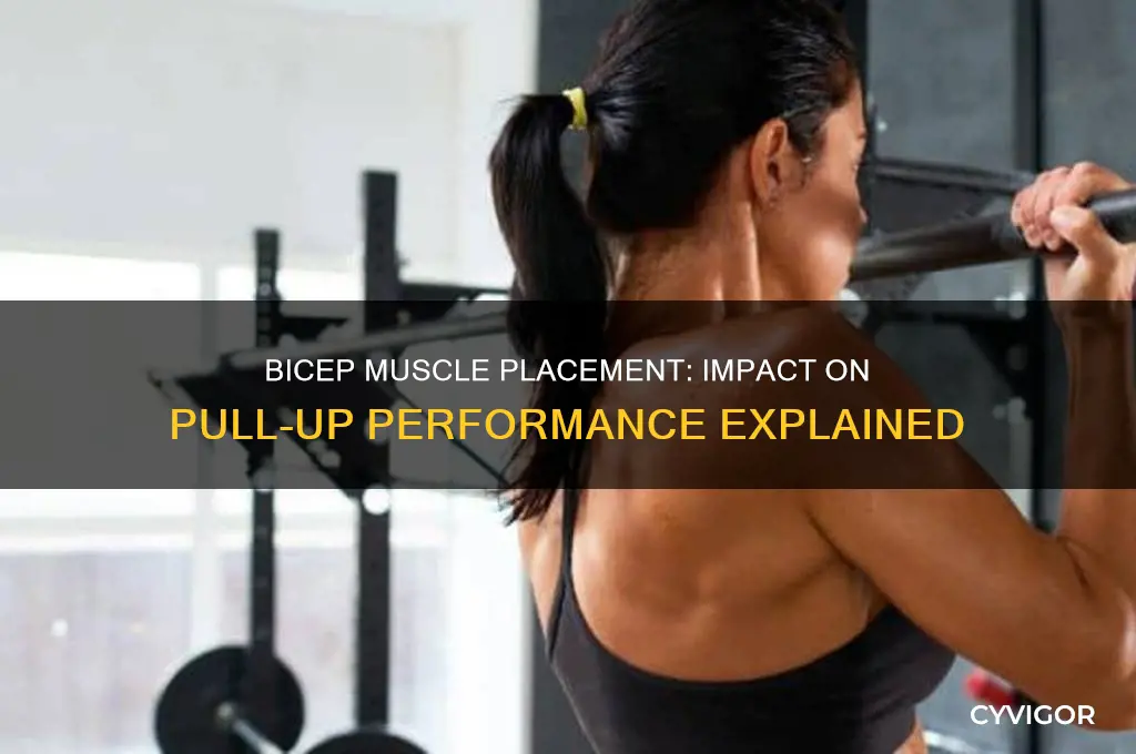 Bicep Muscle Placement: Impact On Pull-Up Performance Explained | CyVigor