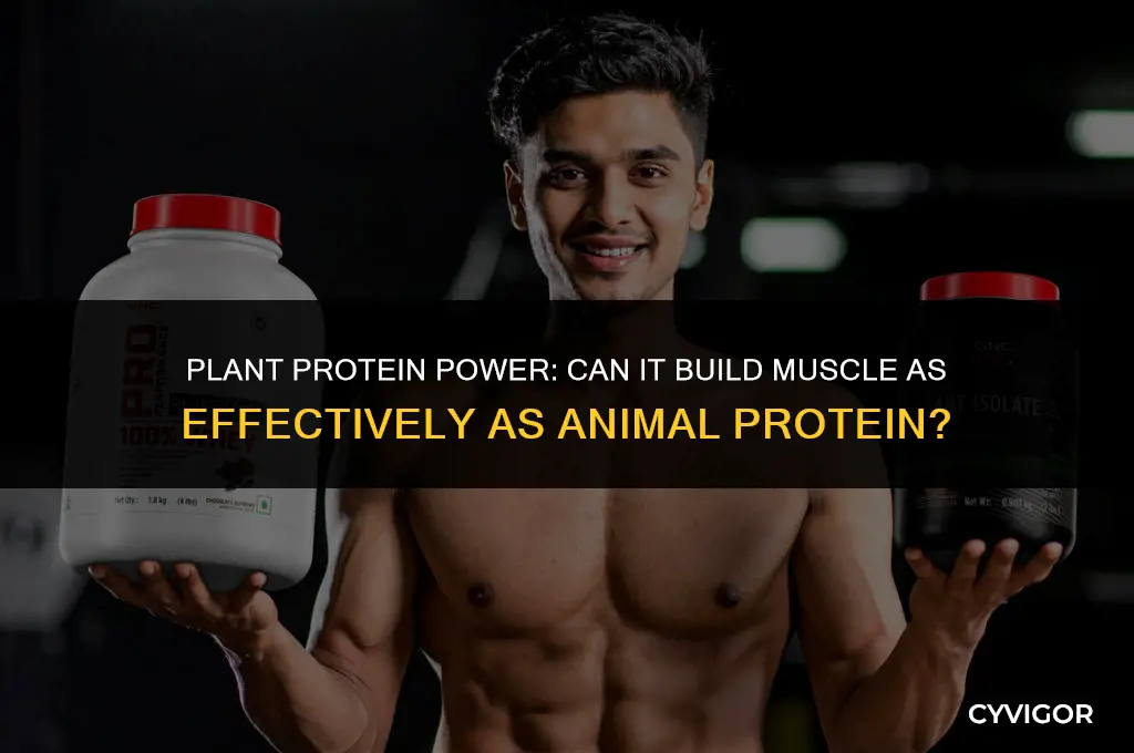 Plant Protein Power: Can It Build Muscle As Effectively As Animal ...