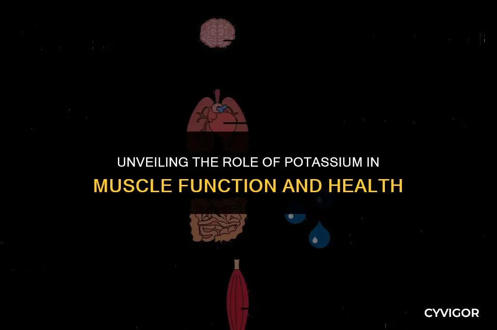 Unveiling The Role Of Potassium In Muscle Function And Health | CyVigor