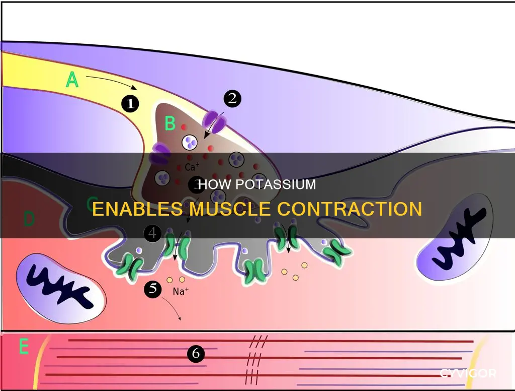 How Potassium Enables Muscle Contraction | CyVigor