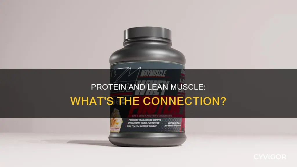 Protein And Lean Muscle: What's The Connection? | CyVigor