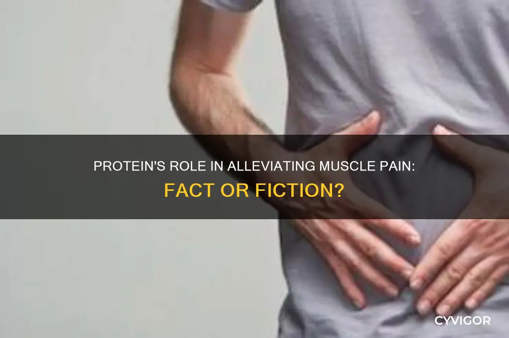 Protein's Role In Alleviating Muscle Pain: Fact Or Fiction? | CyVigor