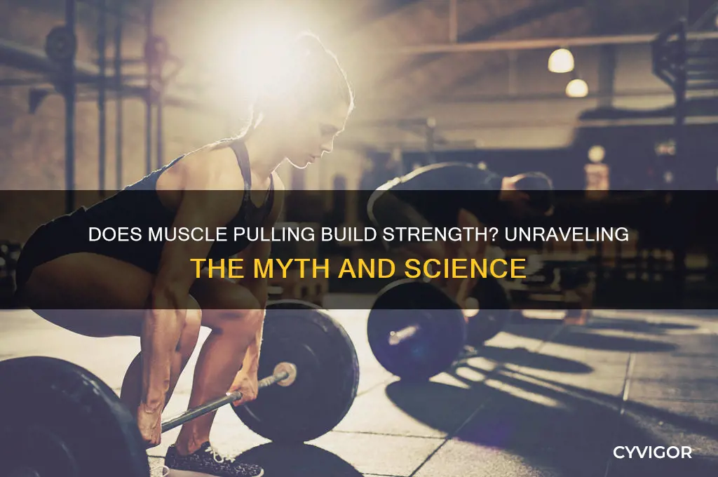 Does Muscle Pulling Build Strength? Unraveling The Myth And Science ...