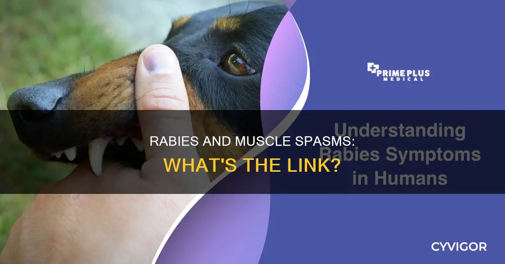 Rabies And Muscle Spasms: What's The Link? | CyVigor