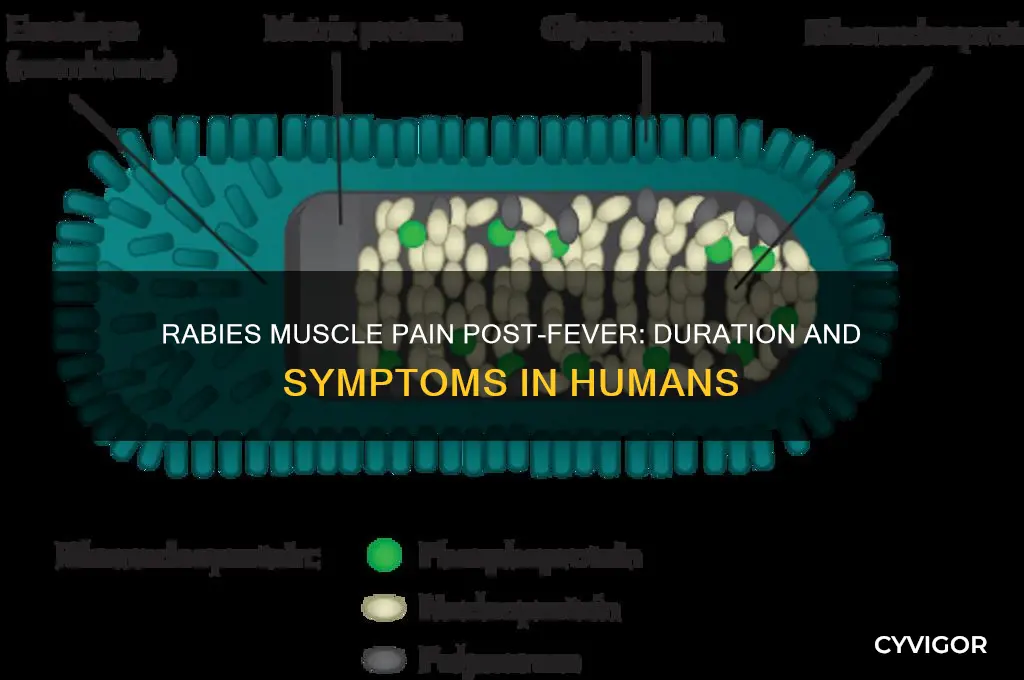 Rabies Muscle Pain Post-Fever: Duration And Symptoms In Humans | CyVigor