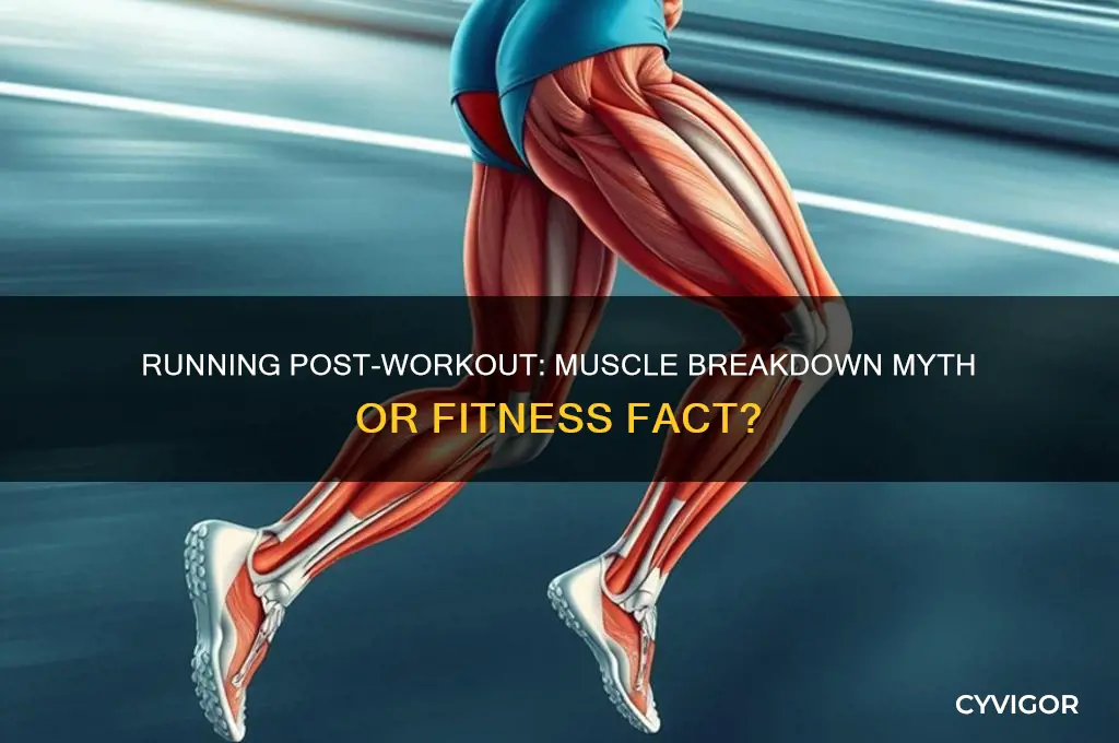 Running Post-Workout: Muscle Breakdown Myth Or Fitness Fact? | CyVigor