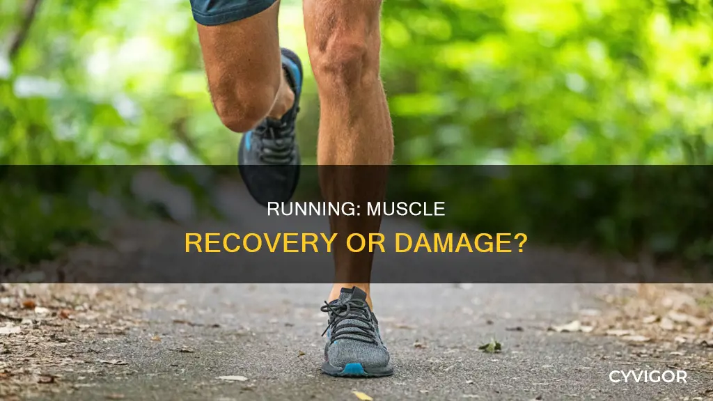 Running: Muscle Recovery Or Damage? | CyVigor