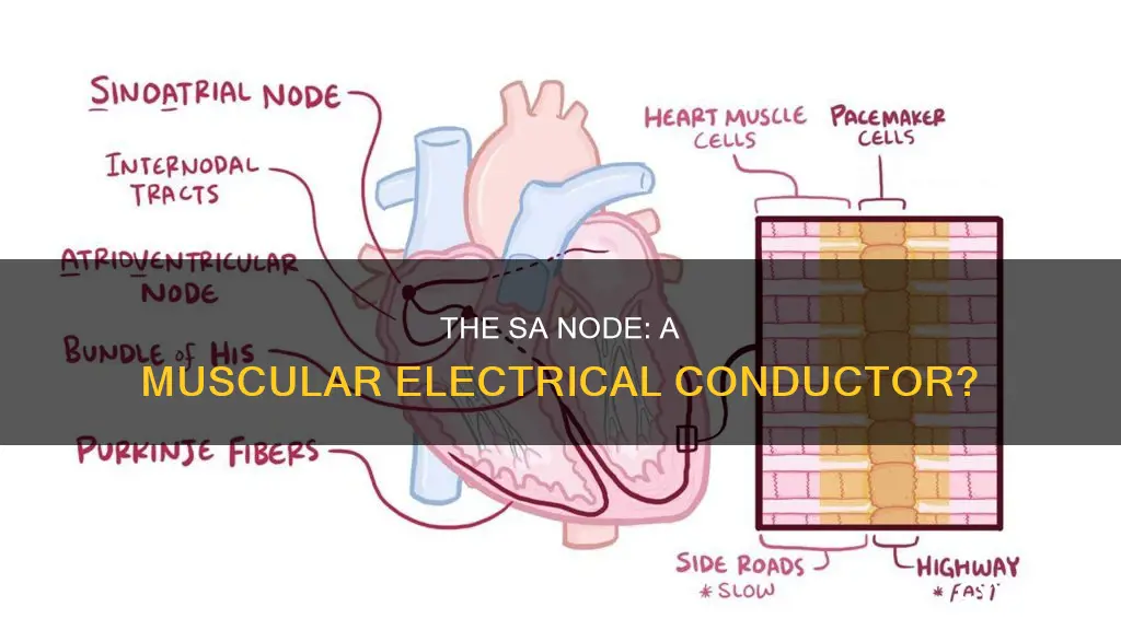 The Sa Node: A Muscular Electrical Conductor? | CyVigor