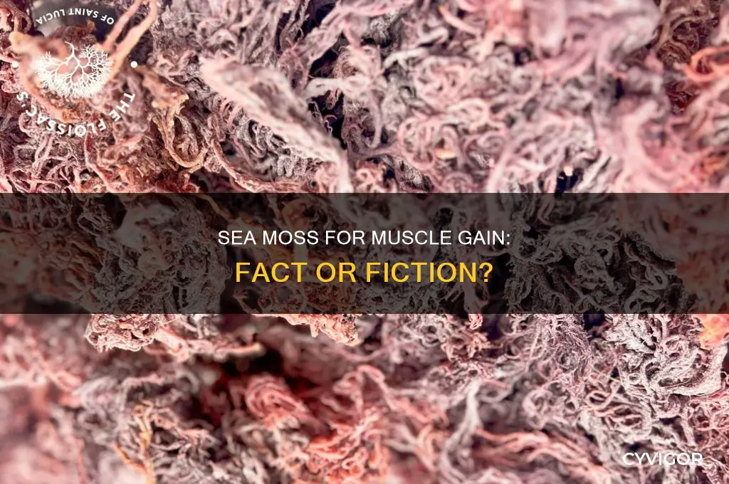 Sea Moss For Muscle Gain: Fact Or Fiction? | CyVigor