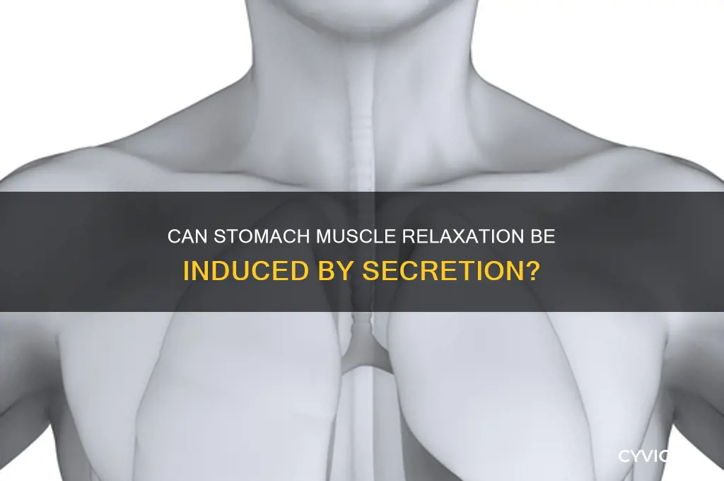 Can Stomach Muscle Relaxation Be Induced By Secretion? | CyVigor