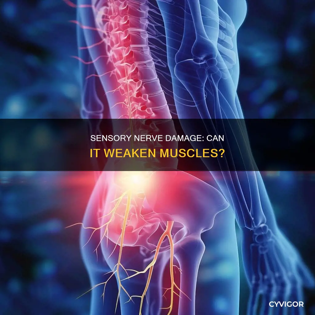 Sensory Nerve Damage: Can It Weaken Muscles? | CyVigor