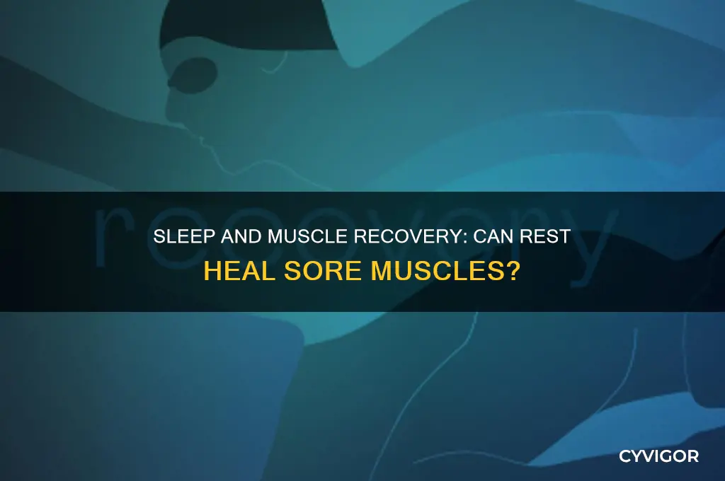 Sleep And Muscle Recovery: Can Rest Heal Sore Muscles? | CyVigor