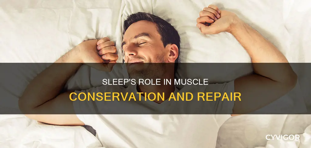 Sleep's Role In Muscle Conservation And Repair | CyVigor