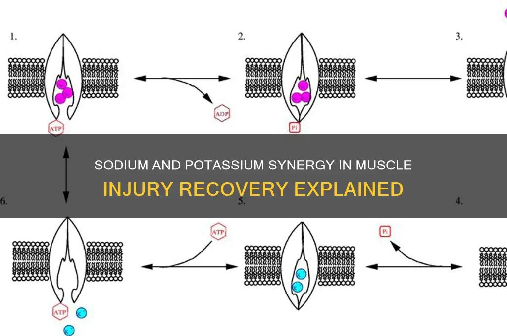 Sodium And Potassium Synergy In Muscle Injury Recovery Explained | CyVigor