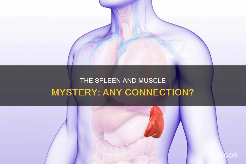 The Spleen And Muscle Mystery: Any Connection? | CyVigor