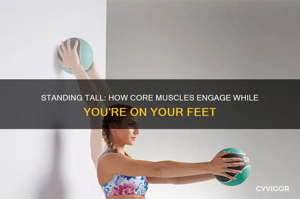 Standing Tall: How Core Muscles Engage While You're On Your Feet | CyVigor
