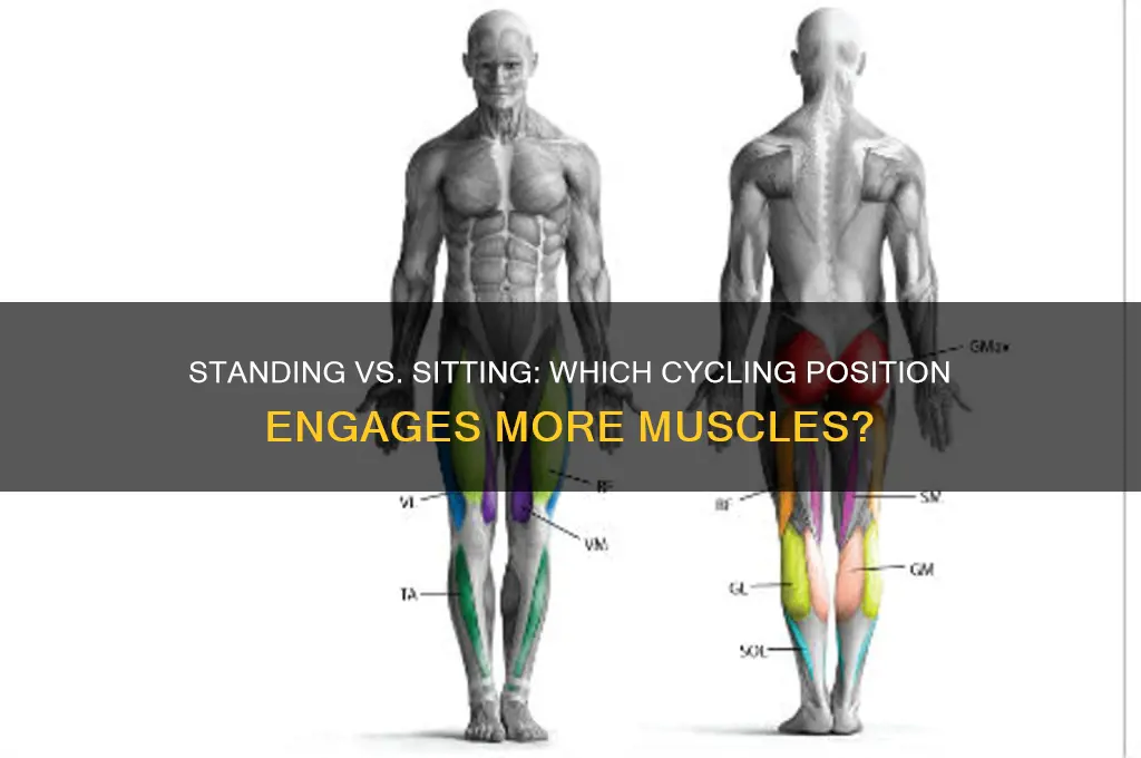 Standing Vs. Sitting: Which Cycling Position Engages More Muscles ...