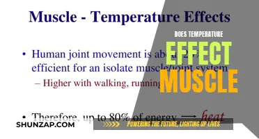 Thc And Muscle: Is There A Negative Impact? | CyVigor