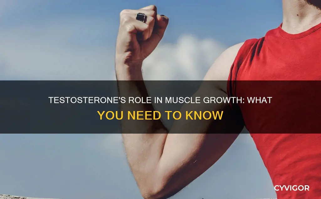 Testosterone's Role In Muscle Growth: What You Need To Know | CyVigor