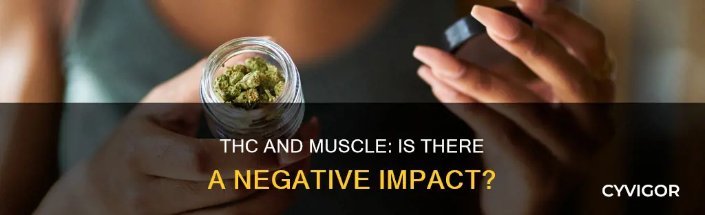 Thc And Muscle: Is There A Negative Impact? | CyVigor