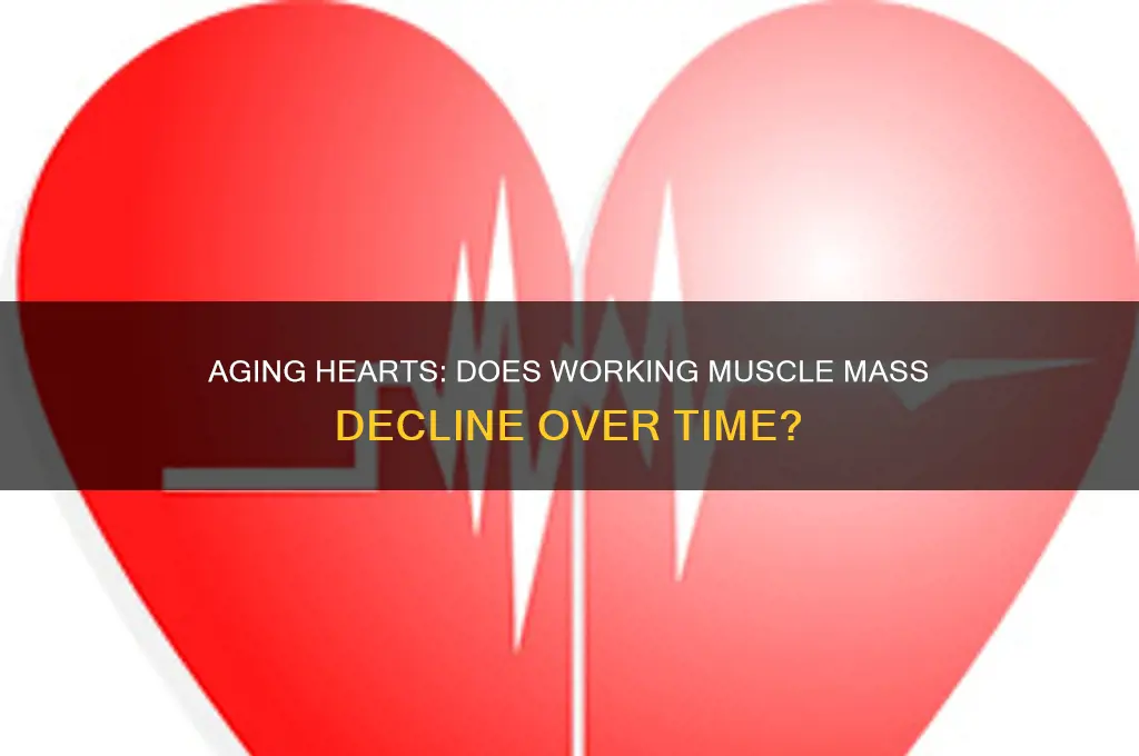 Aging Hearts: Does Working Muscle Mass Decline Over Time? | CyVigor