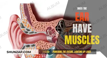 The Arrector Pili Muscle: What's Its Function And Purpose? | CyVigor