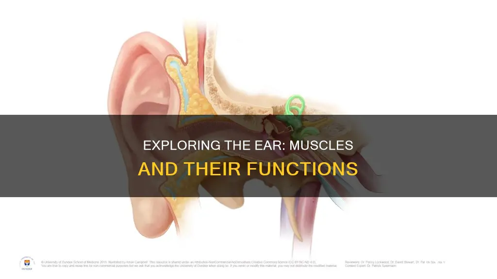 Exploring The Ear: Muscles And Their Functions | CyVigor