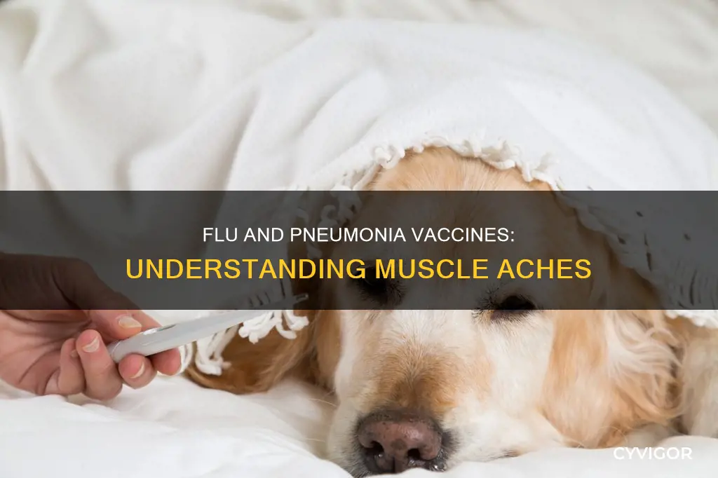 Flu And Pneumonia Vaccines: Understanding Muscle Aches | CyVigor