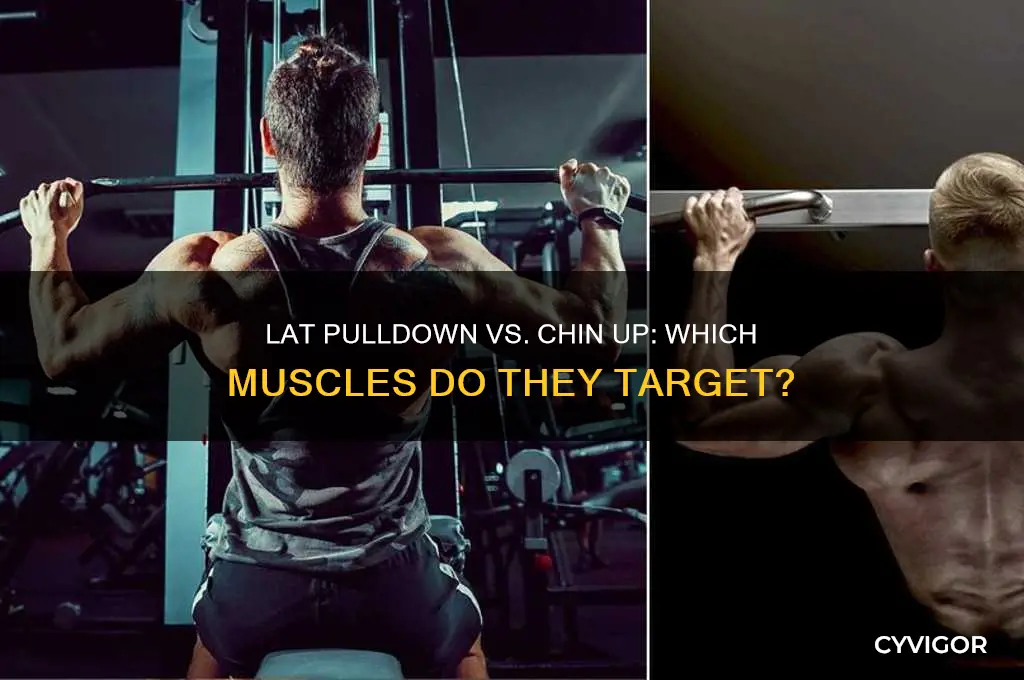 Lat Pulldown Vs. Chin Up: Which Muscles Do They Target? | CyVigor