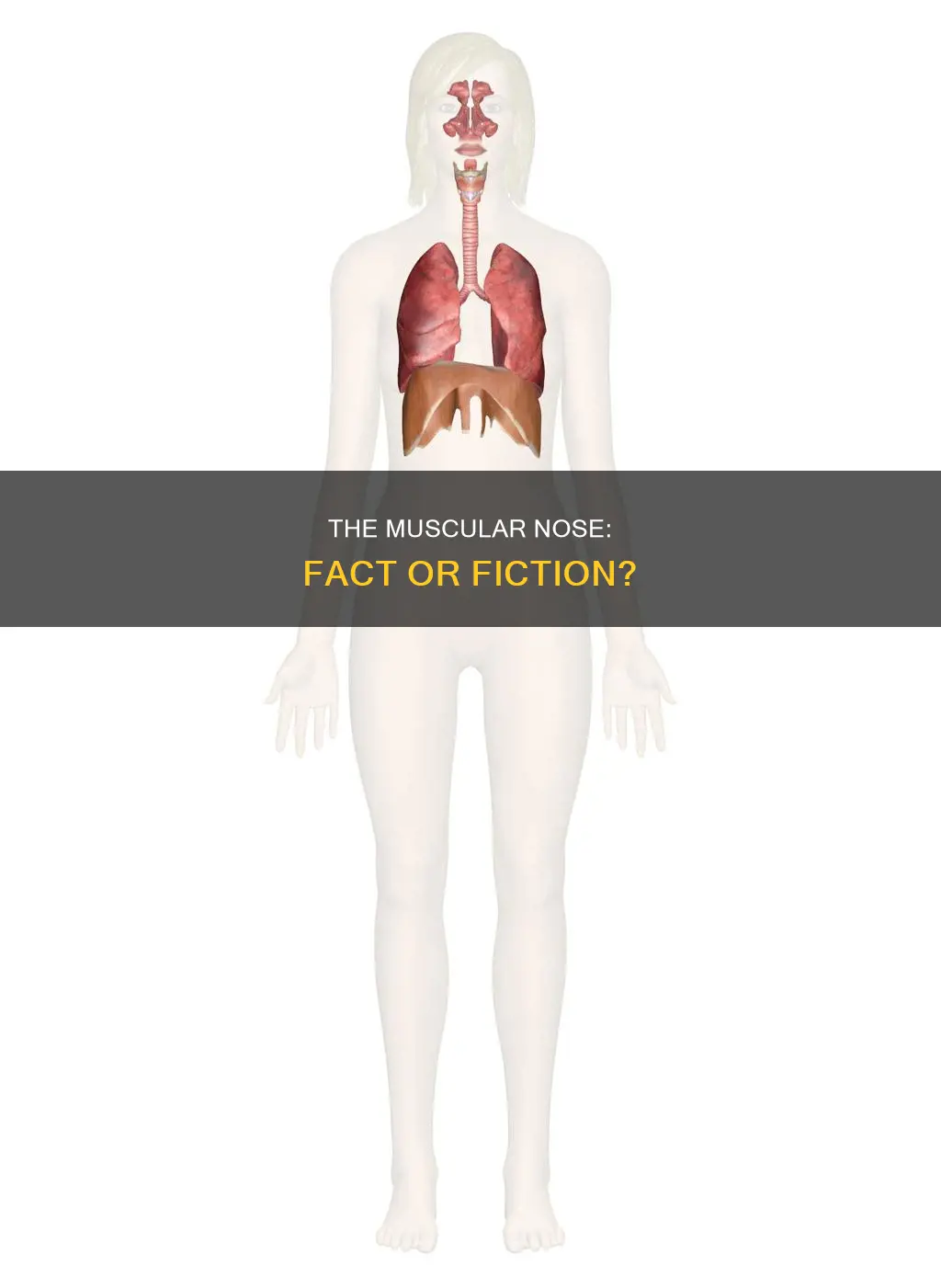 The Muscular Nose: Fact Or Fiction? | CyVigor