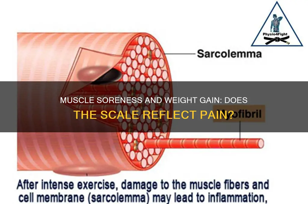 Muscle Soreness And Weight Gain: Does The Scale Reflect Pain? | CyVigor