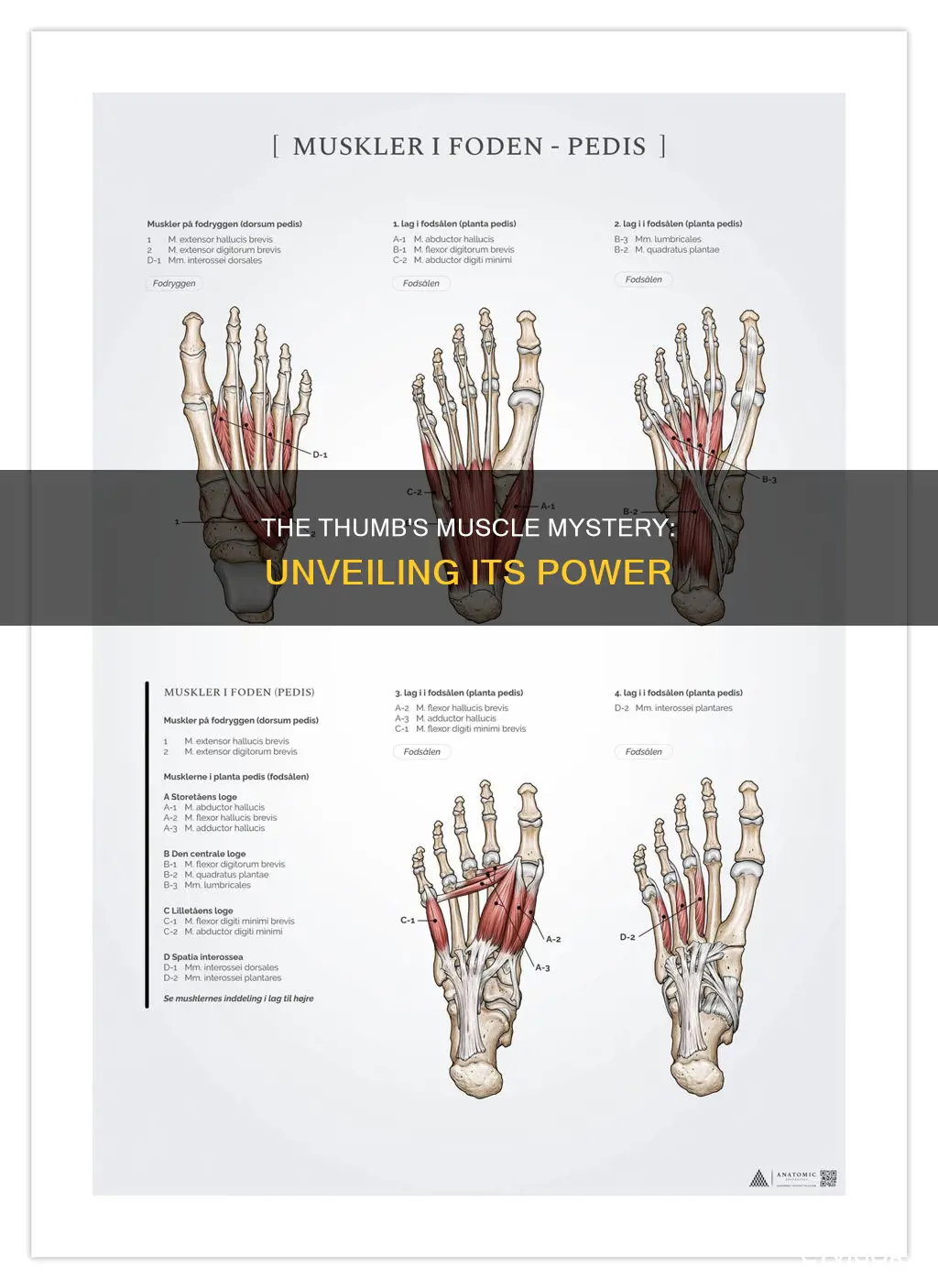 The Thumb's Muscle Mystery: Unveiling Its Power | CyVigor