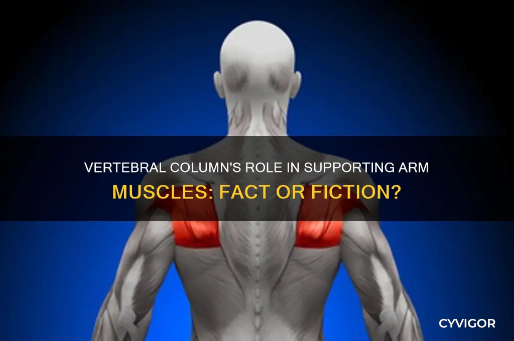 Vertebral Column's Role In Supporting Arm Muscles: Fact Or Fiction ...