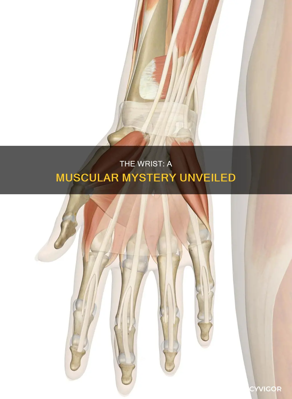 The Wrist: A Muscular Mystery Unveiled | CyVigor