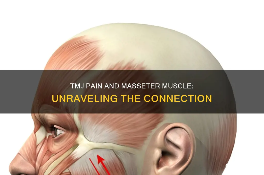 Tmj Pain And Masseter Muscle: Unraveling The Connection | CyVigor