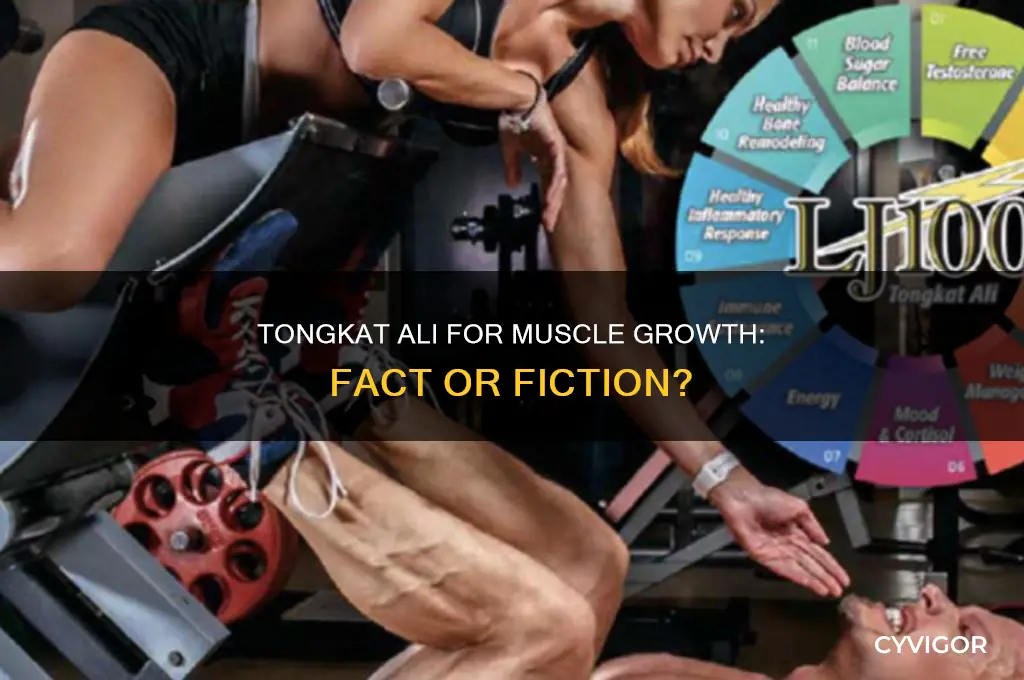 Tongkat Ali For Muscle Growth: Fact Or Fiction? | CyVigor