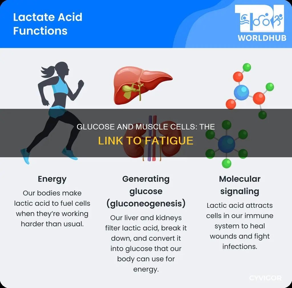 Glucose And Muscle Cells: The Link To Fatigue | CyVigor