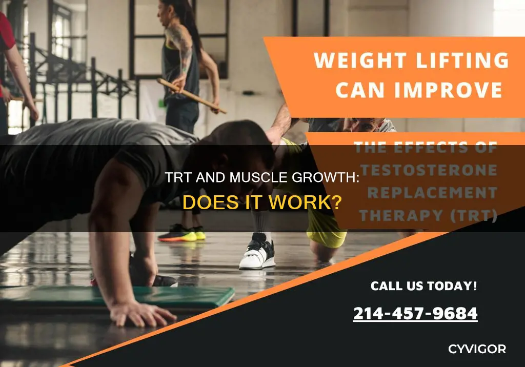 Trt And Muscle Growth: Does It Work? | CyVigor