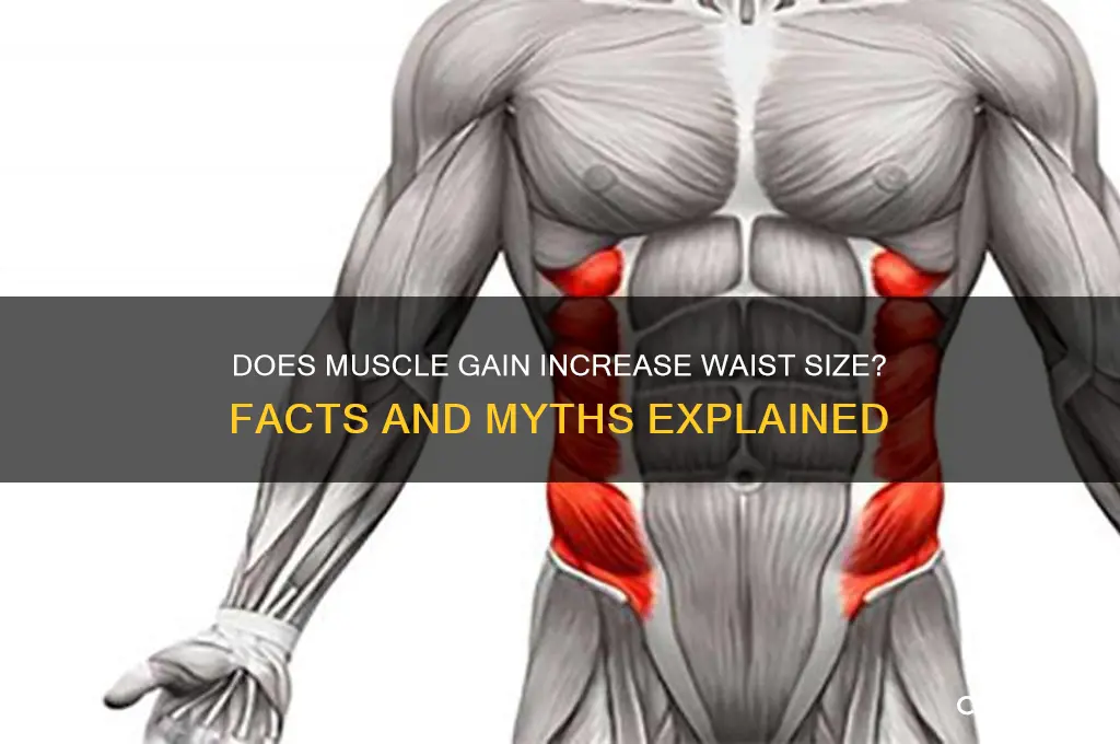 Does Muscle Gain Increase Waist Size? Facts And Myths Explained | CyVigor