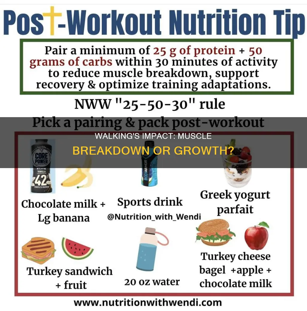 Walking's Impact: Muscle Breakdown Or Growth? | CyVigor