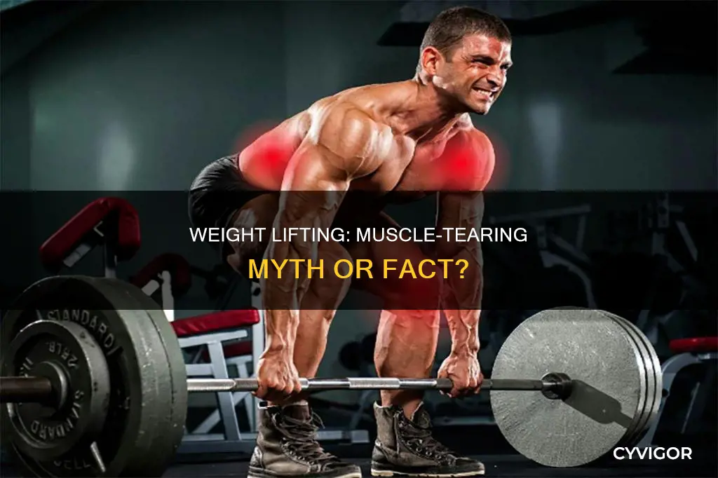 Weight Lifting: Muscle-Tearing Myth Or Fact? | CyVigor