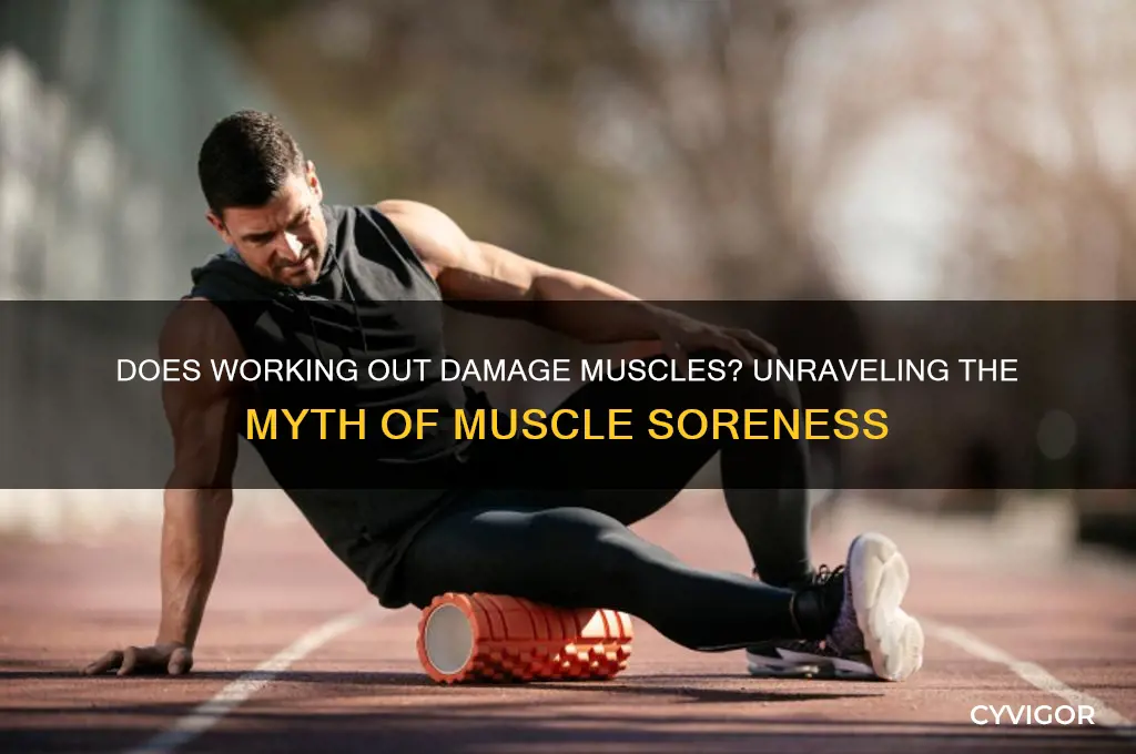 Does Working Out Damage Muscles? Unraveling The Myth Of Muscle Soreness ...